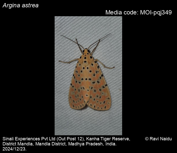 Argina astrea | Moths